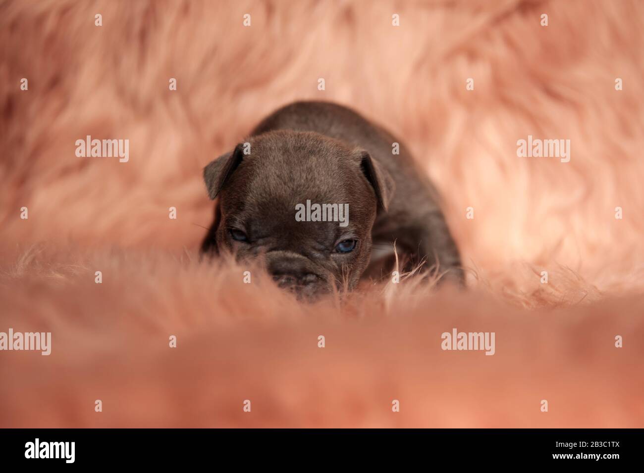 Why Does My Dog Sit Hunched Over