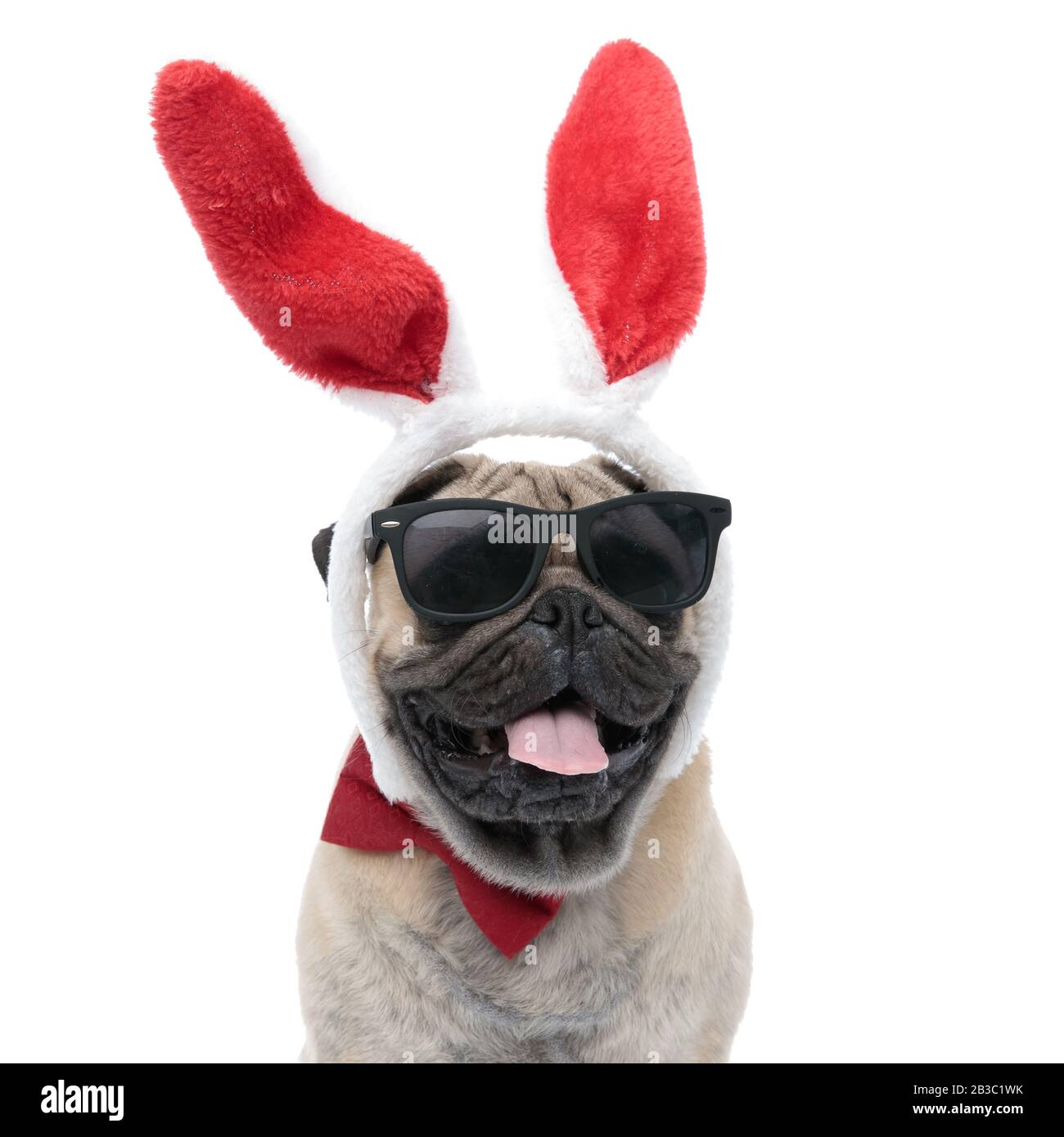 adorable pug wearing sunglasses, bunny ears and bowtie, panting and ...