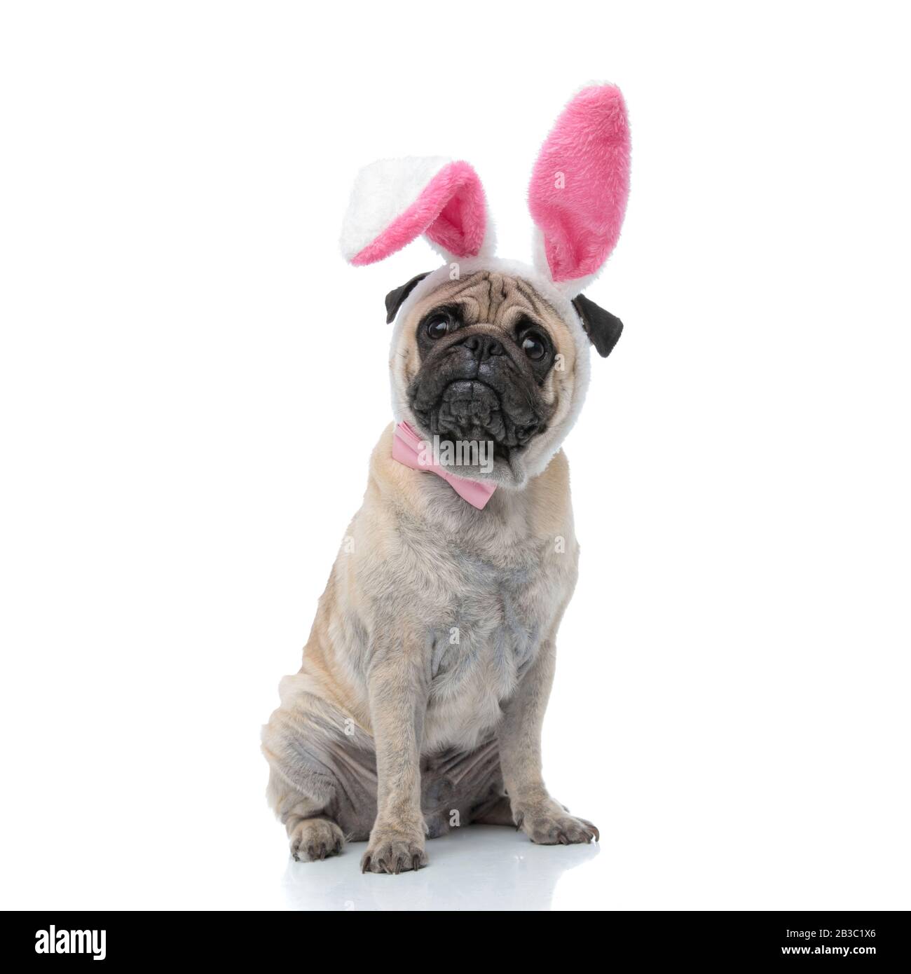 sad pug wearing bunny ears and pink bowtie, sitting isolated on white ...