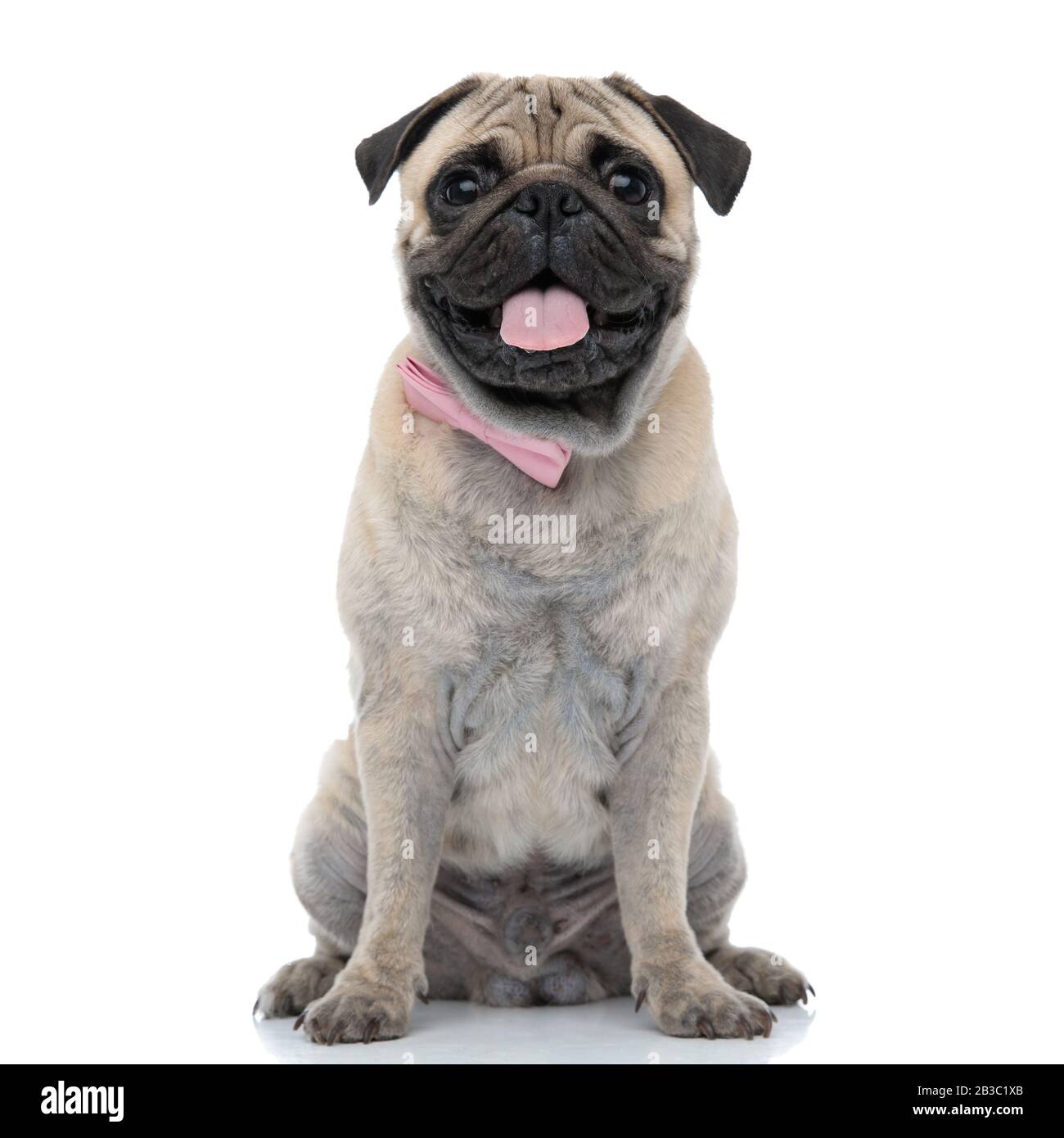 happy pug wearing pink bowtie and panting, sitting isolated on white ...