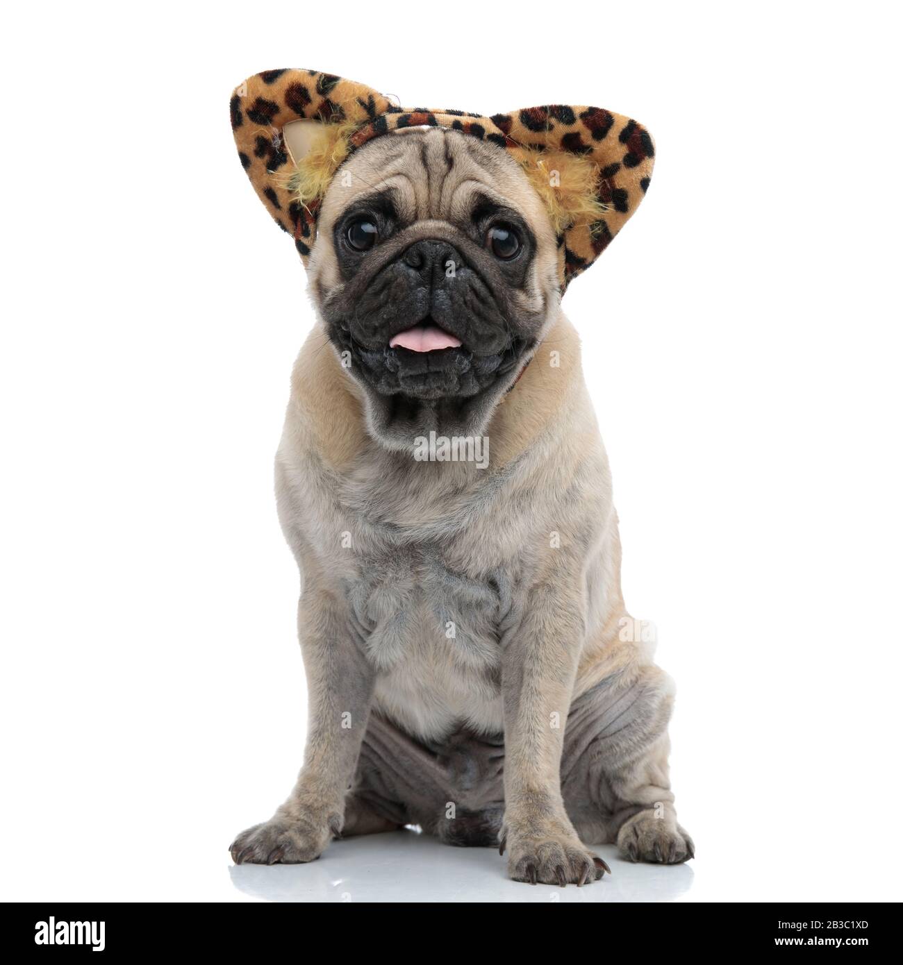 happy pug wearing leopard headband, panting and sticking out tongue ...