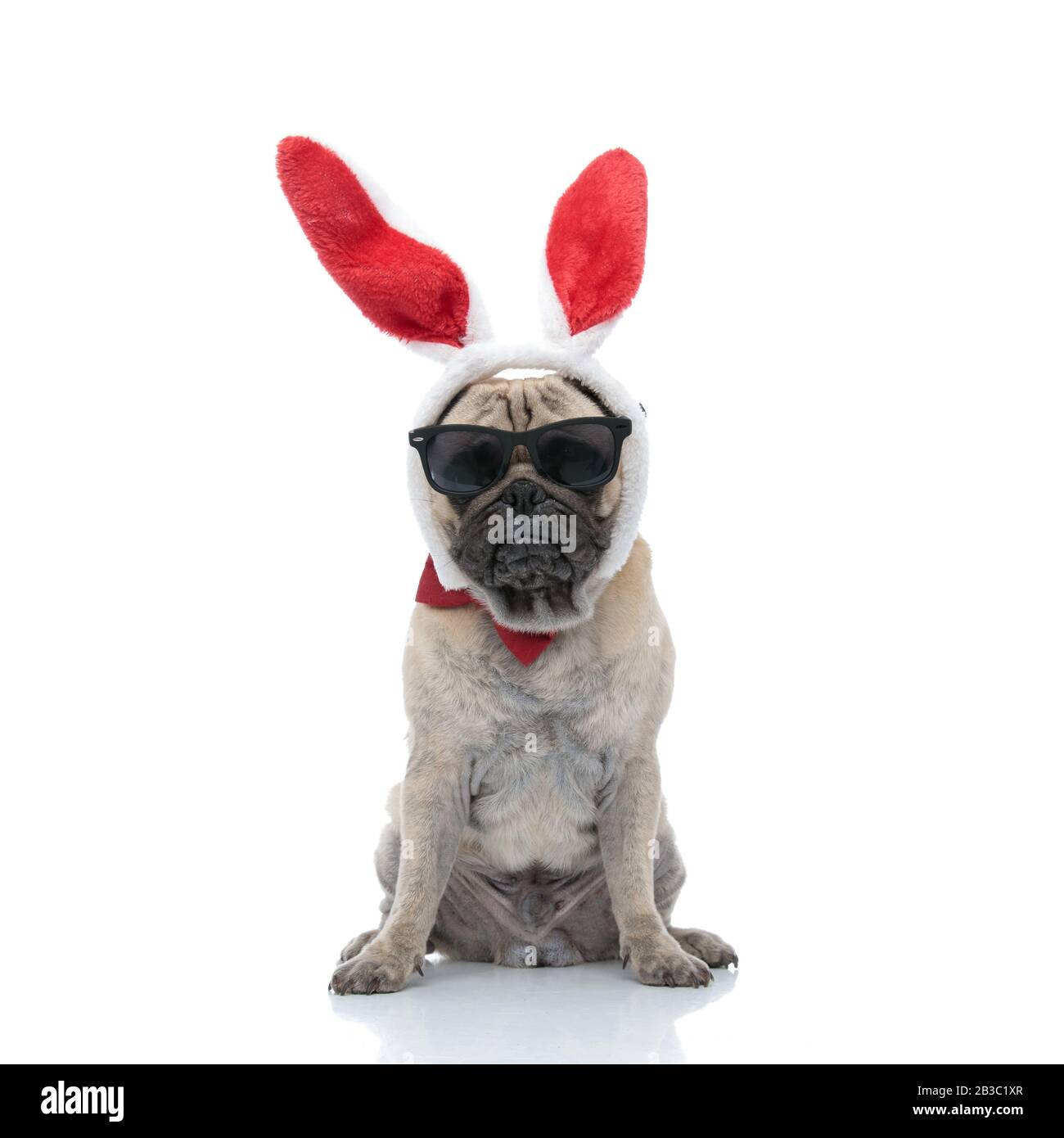 sad pug wearing sunglasses, bunny ears and bowtie, sitting isolated on ...