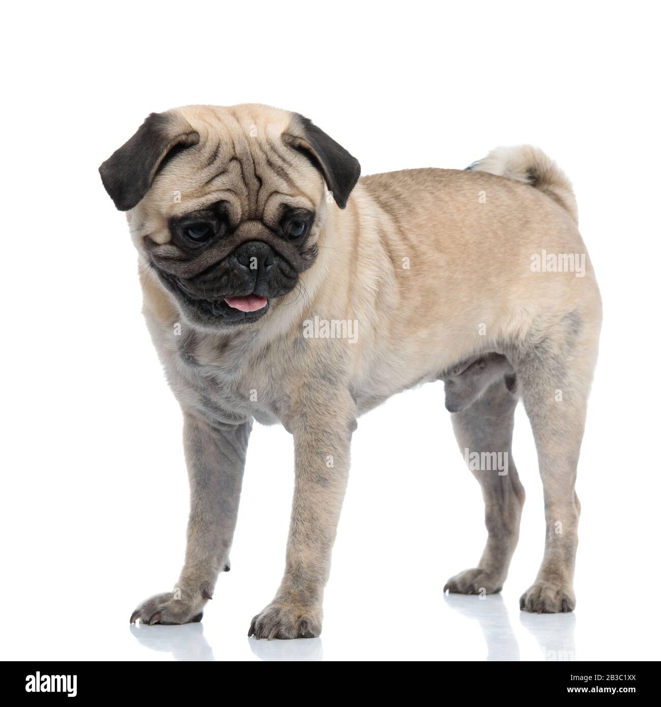 adorable pug panting and sticking out tongue, looking down side and ...