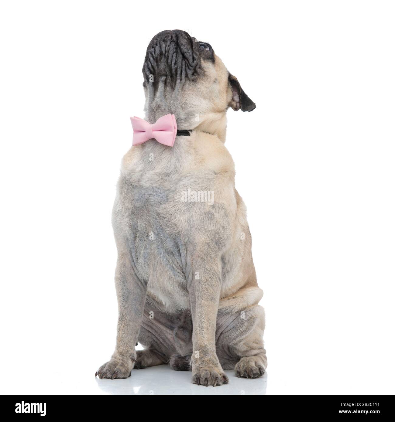 curious pug wearing pink bowtie and looking up, sitting isolated on ...