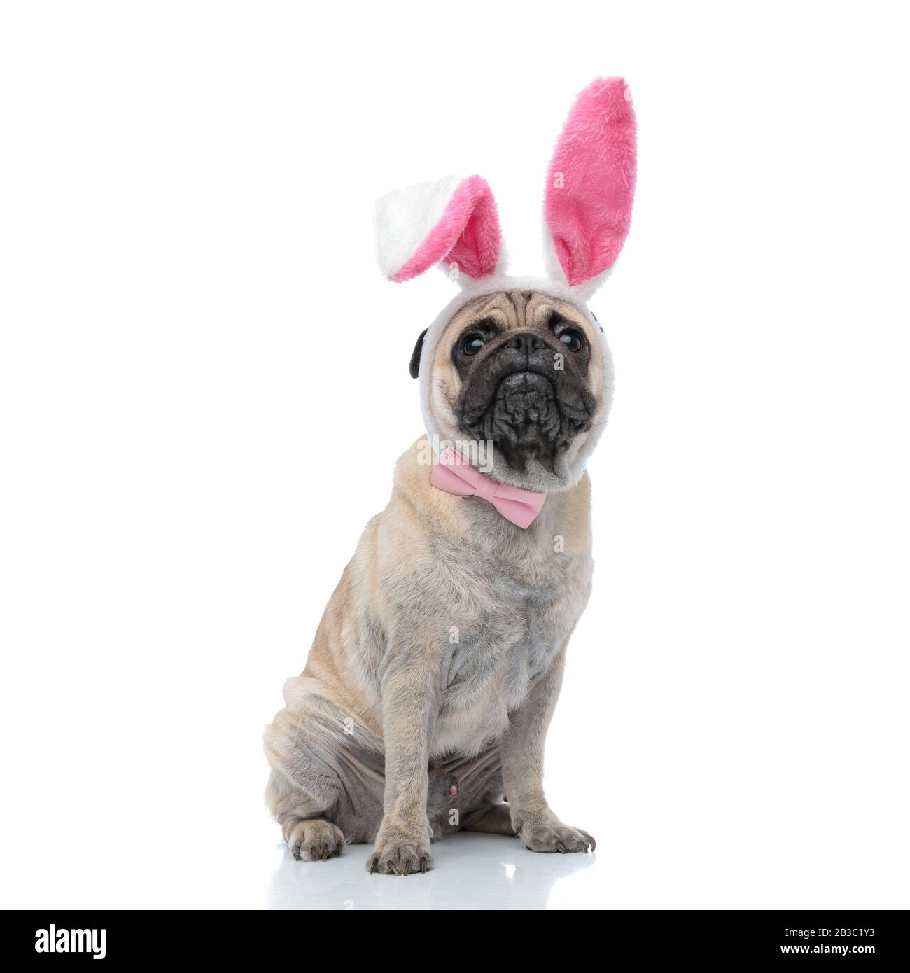 adorable pug wearing bunny ears and bowtie, sitting isolated on white ...