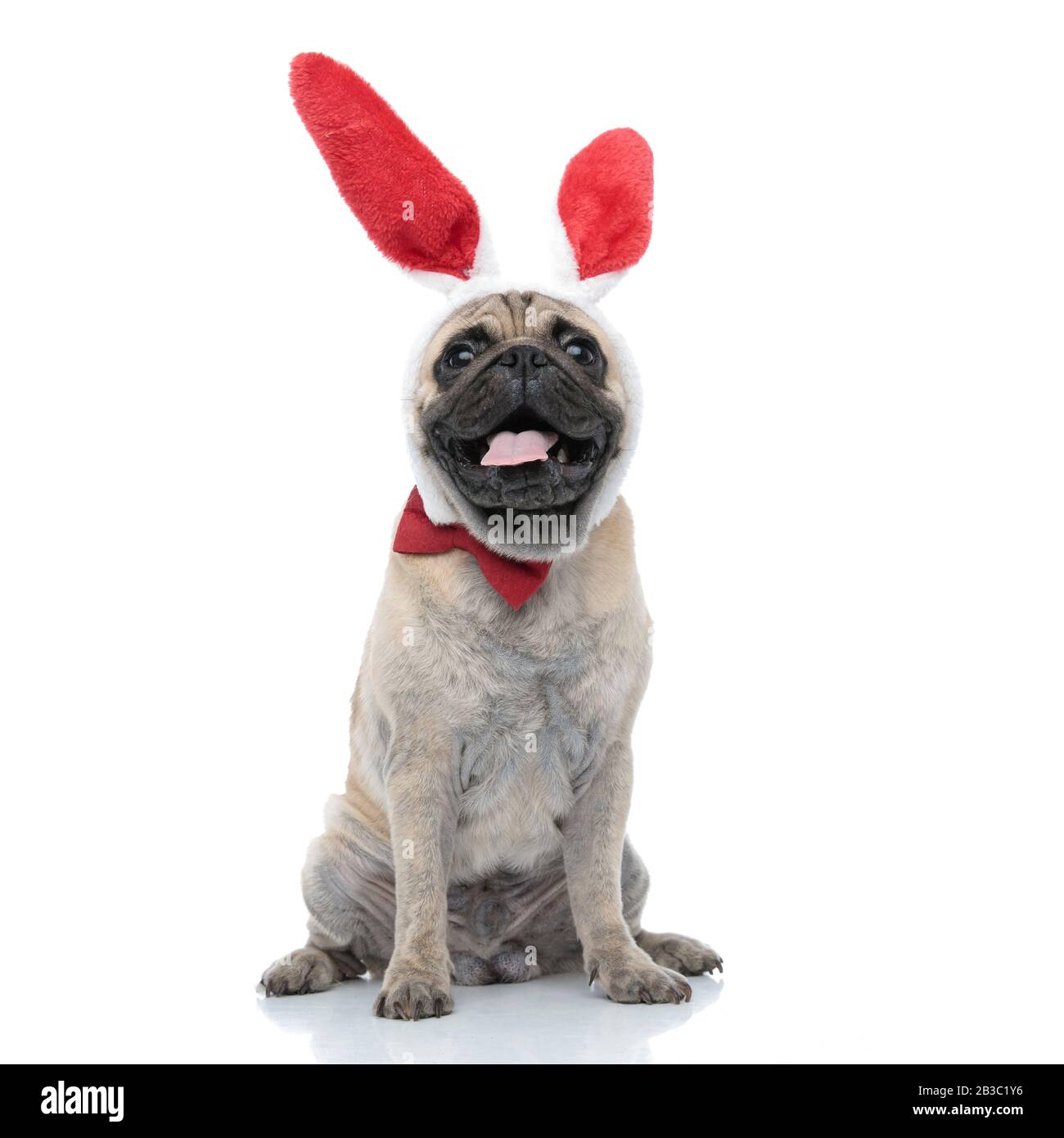 happy pug wearing bunny ears and red bowtie, panting and sticking out ...