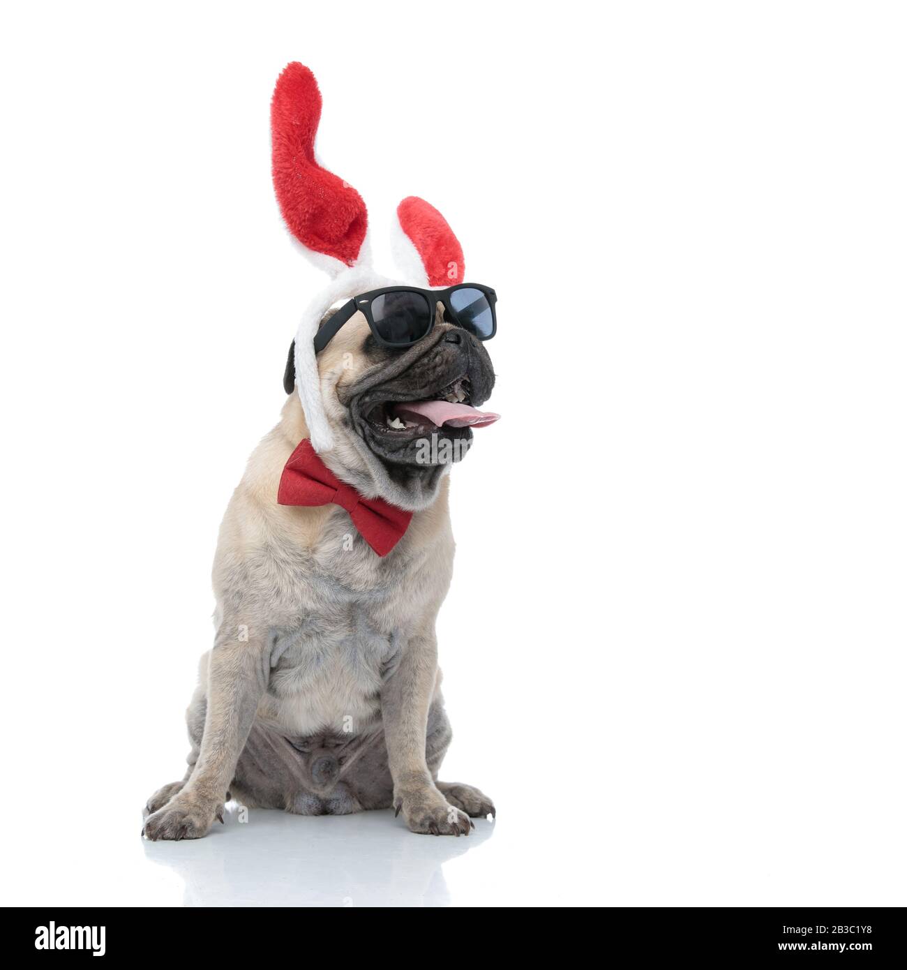 enthusiastic pug wearing bunny ears, bow tie and sunglasses, looking to ...