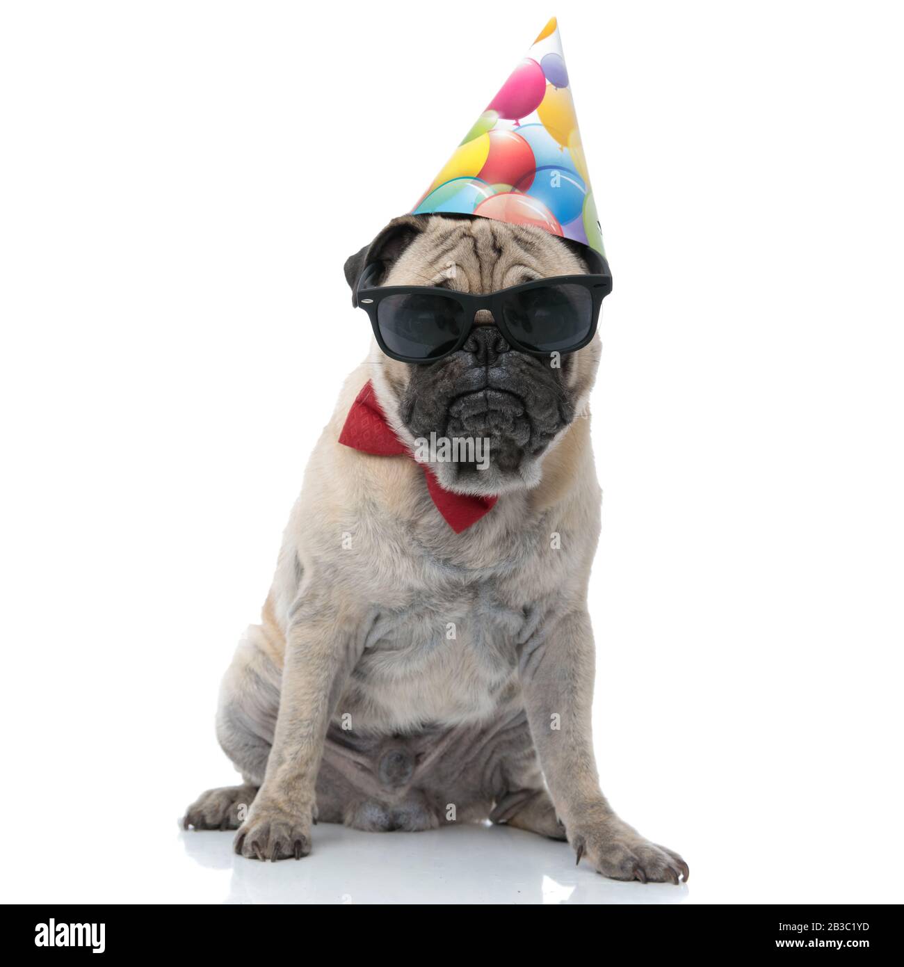 cool pug wearing sunglasses, birthday hat and bowtie, sitting isolated ...