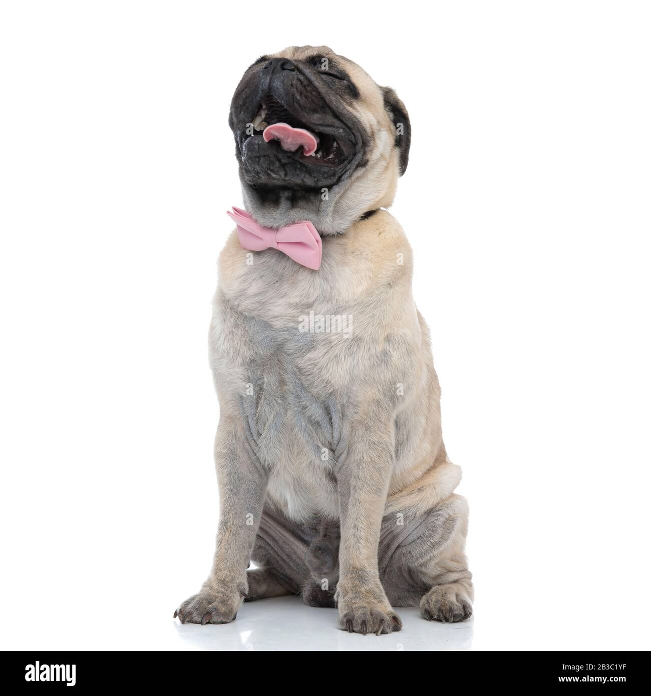 happy pug wearing pink bowtie and sticking out tongue, sitting isolated ...