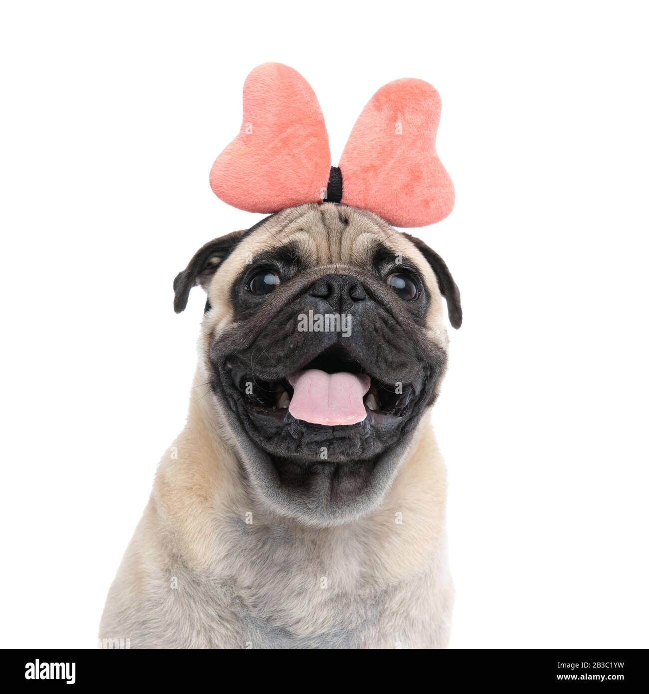 happy pug wearing bow headband, panting and sticking out tongue ...