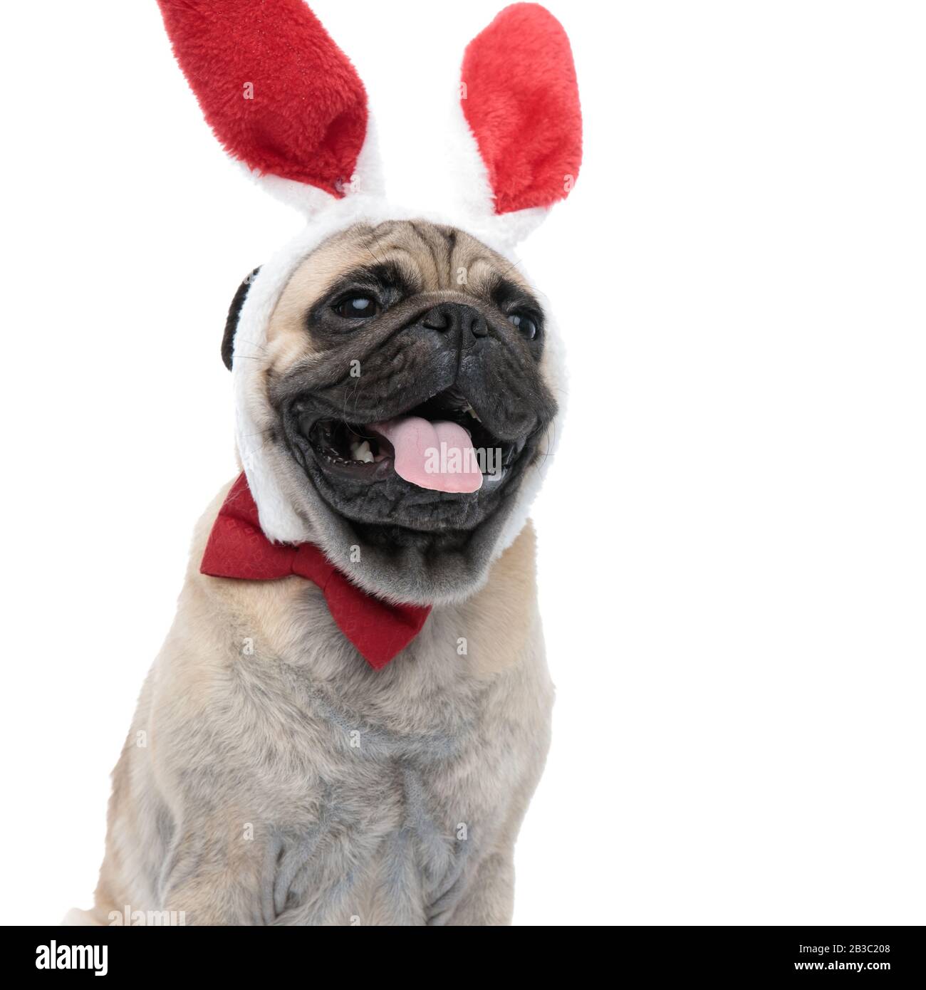 adorable pug wearing bunny ears and red bowtie, panting, sticking out ...