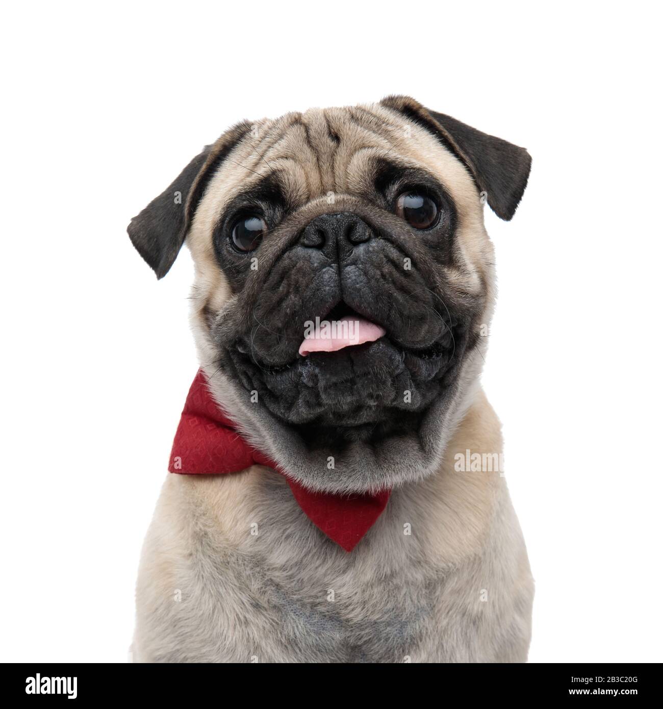 adorable pug wearing red bowtie, panting and sticking out tongue ...