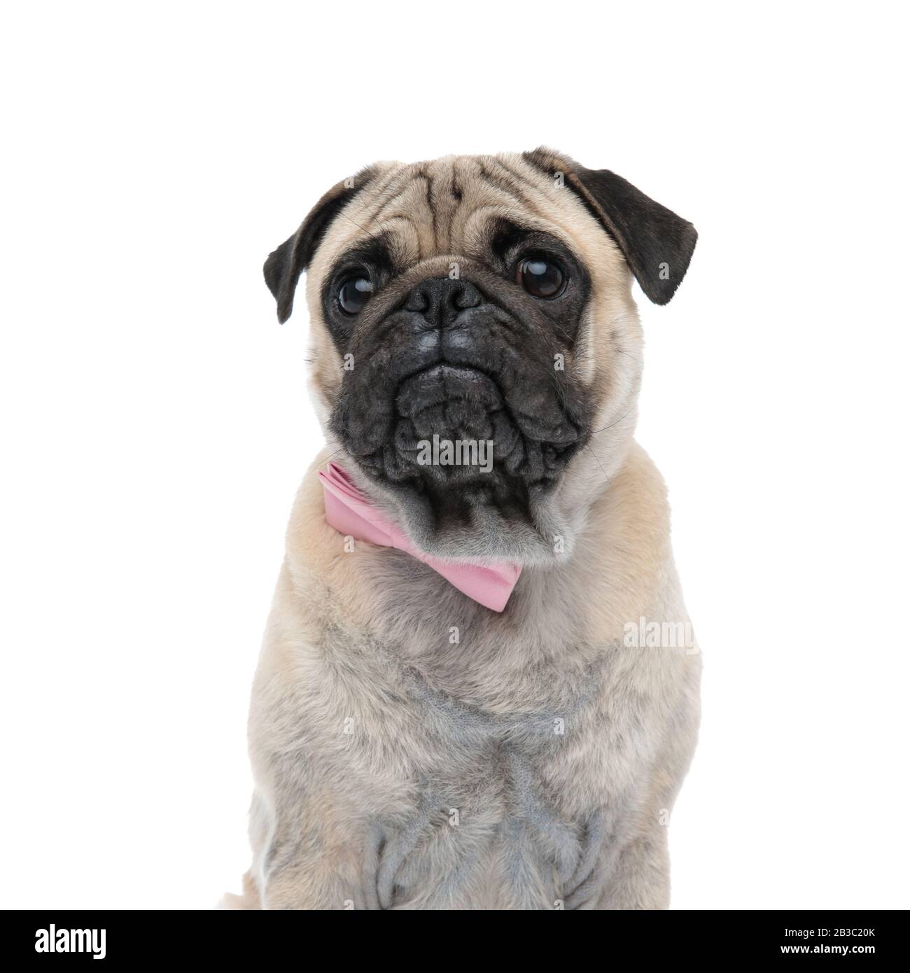cute pug wearing pink bowtie and looking to side, sitting isolated on ...