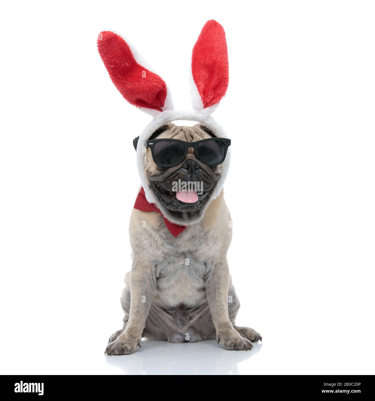 cute pug wearing sunglasses, bunny ears and bowtie, panting and ...