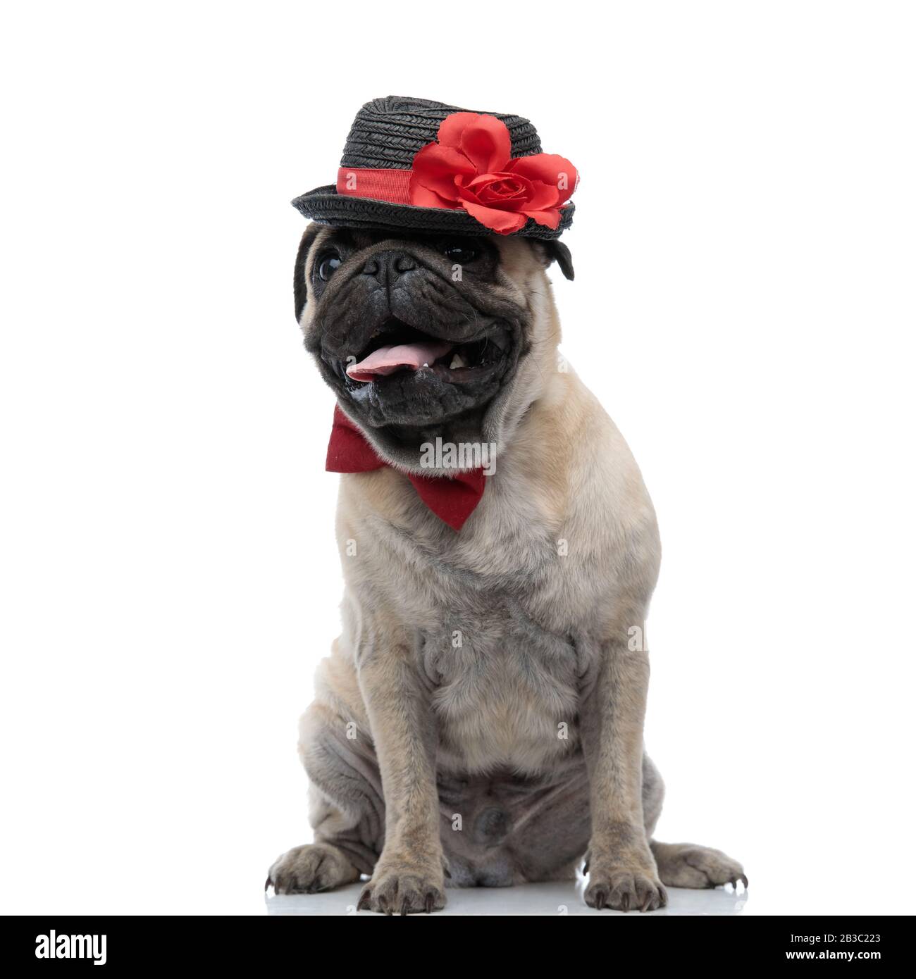 adorable pug wearing hat and bowtie, panting and sticking out tongue ...