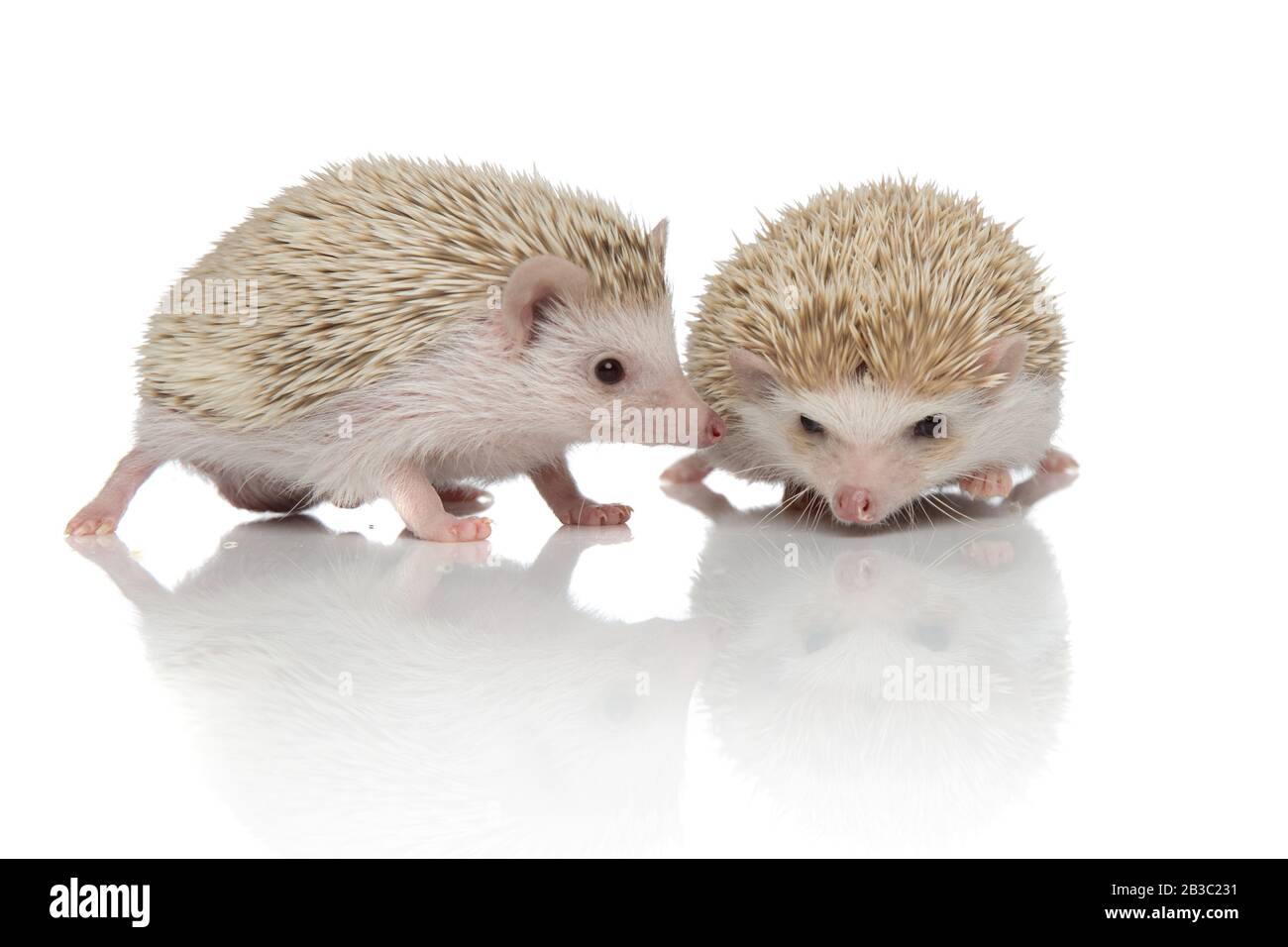 couple of two african hedgehogs standing face to face, sniffing and ...