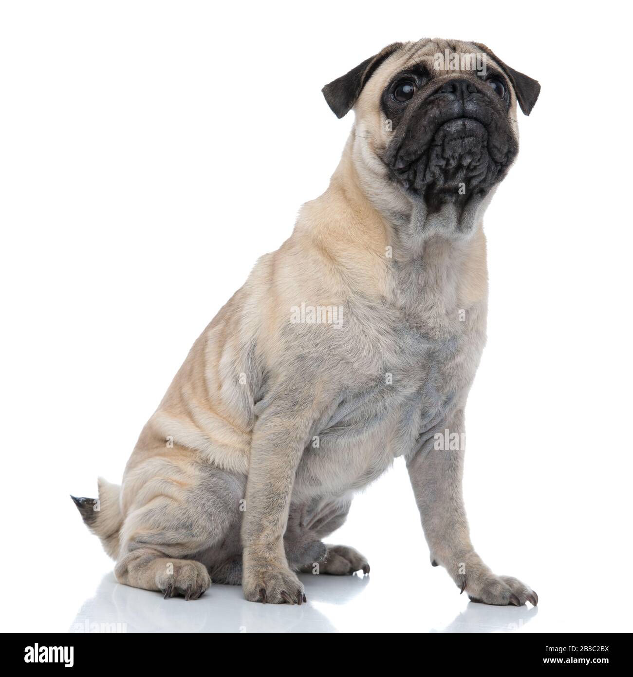 side view of curious pug looking up and sitting isolated on white ...