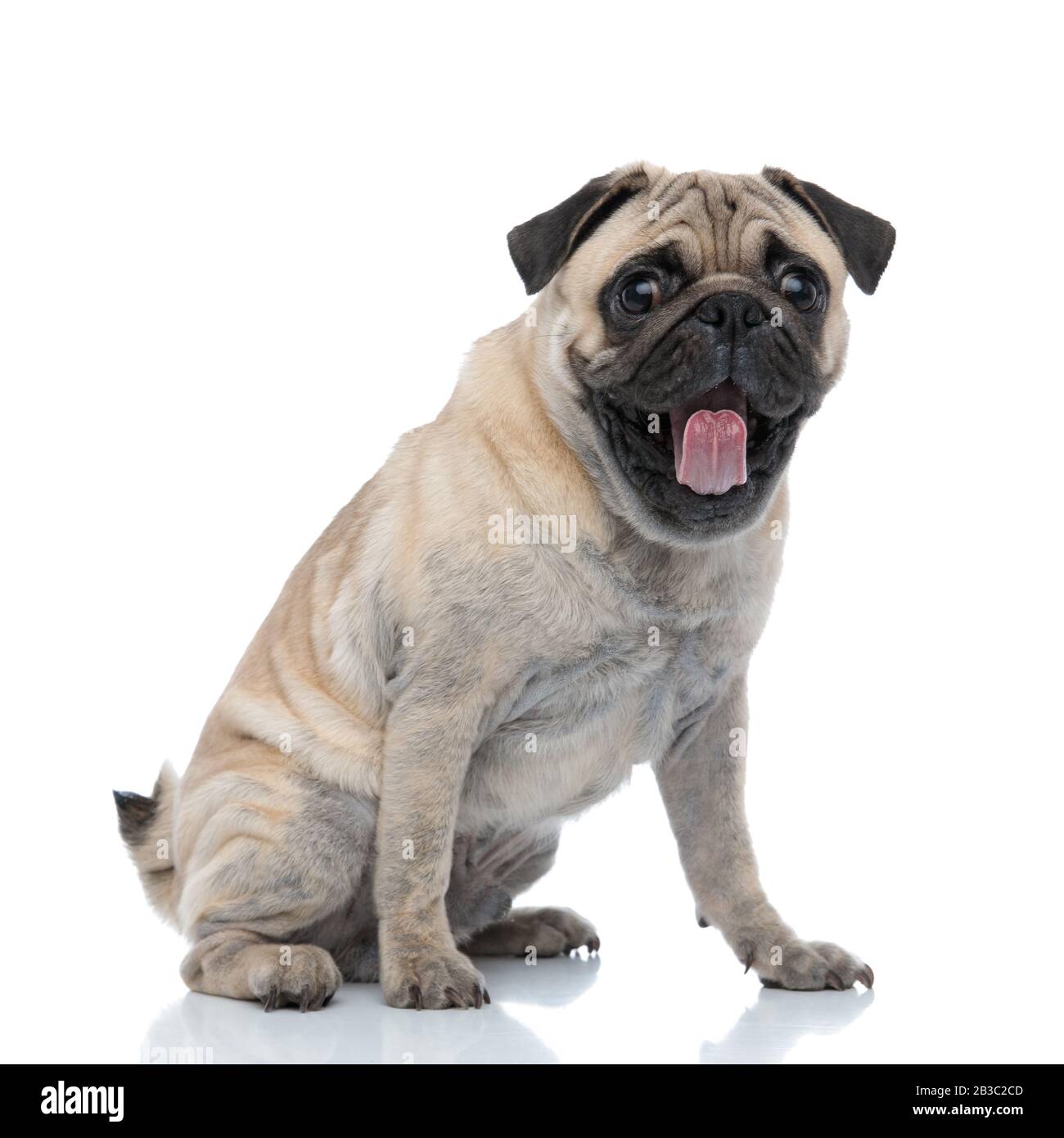 side view of cute pug sticking out tongue and panting, sitting isolated ...