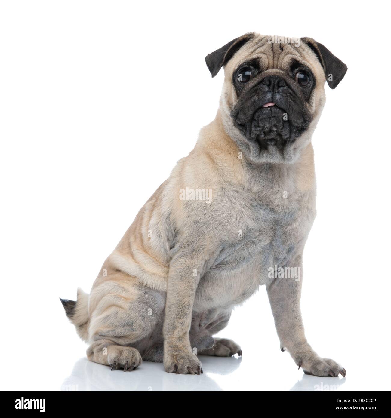 side view of adorable pug sticking out tongue and panting, sitting ...