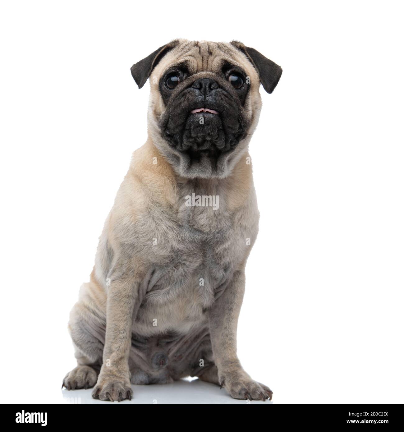 adorable young pug sticking out tongue and panting, sitting isolated on ...