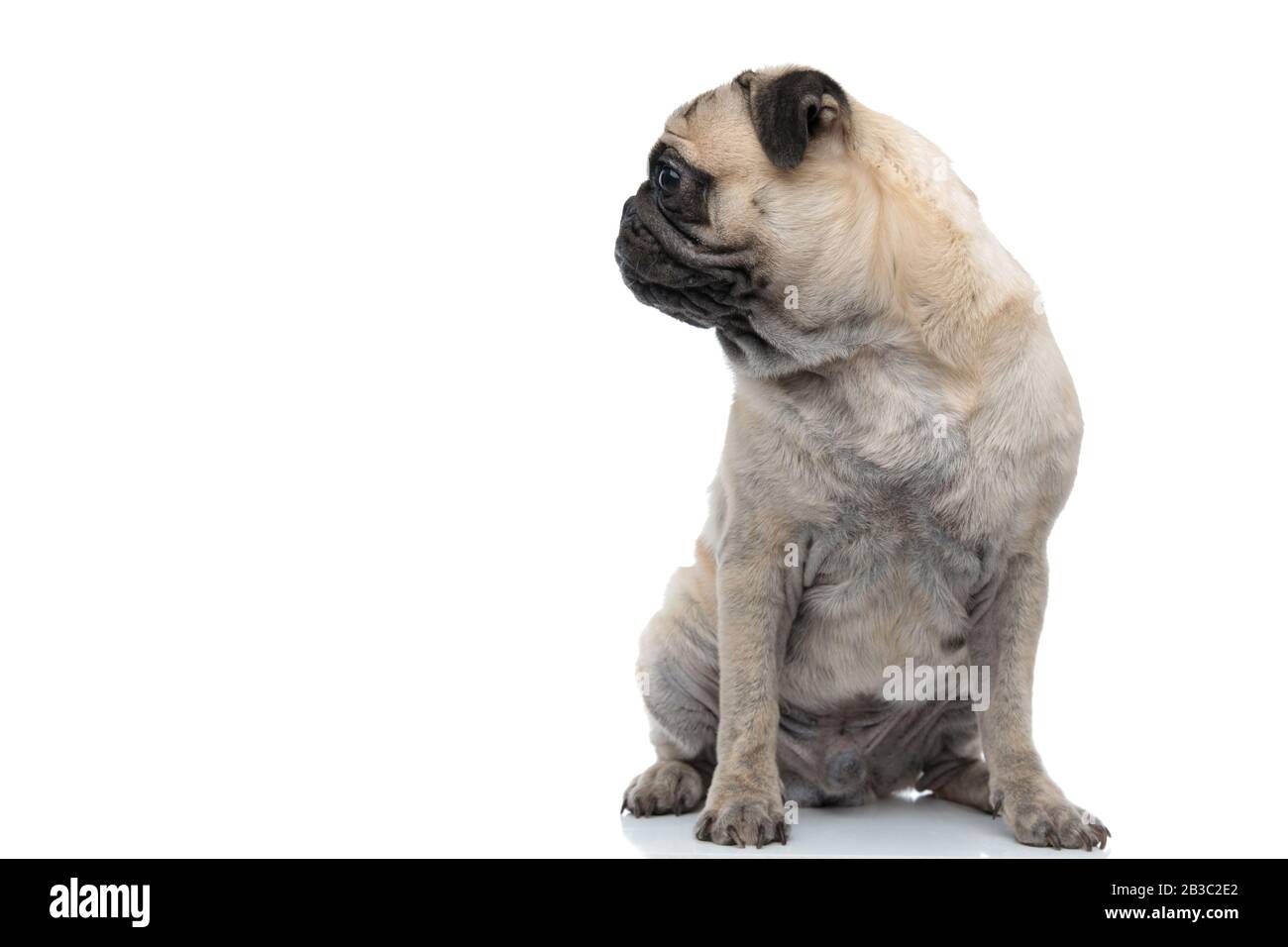 Side view adorable pug hi-res stock photography and images - Alamy