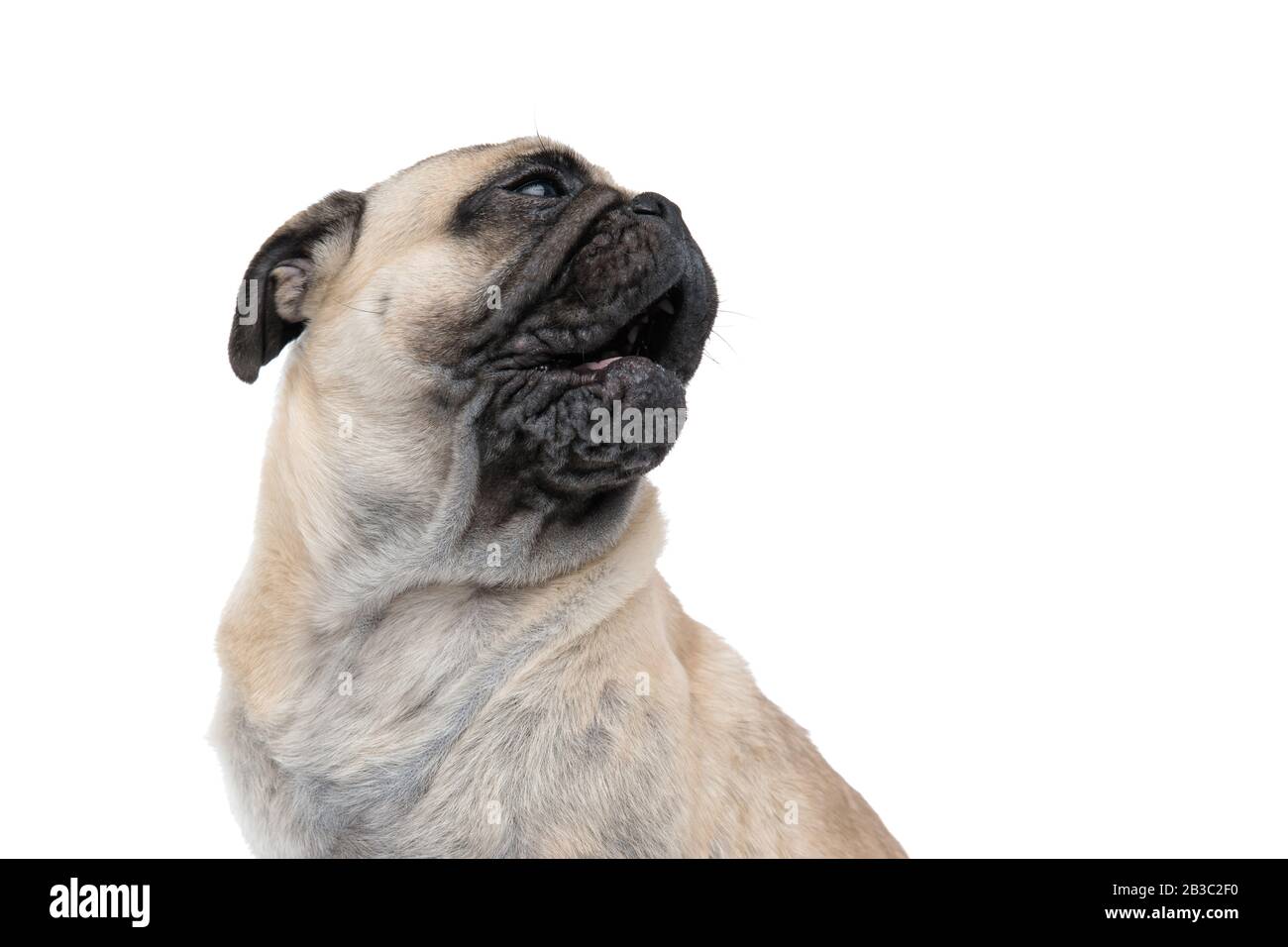 close up of tired pug looking up and panting, isolated on white ...