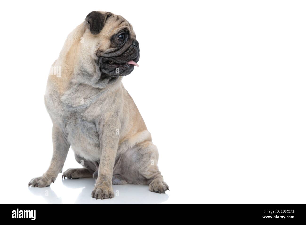 happy smiling pug sticking out tongue and panting, looking to side and ...