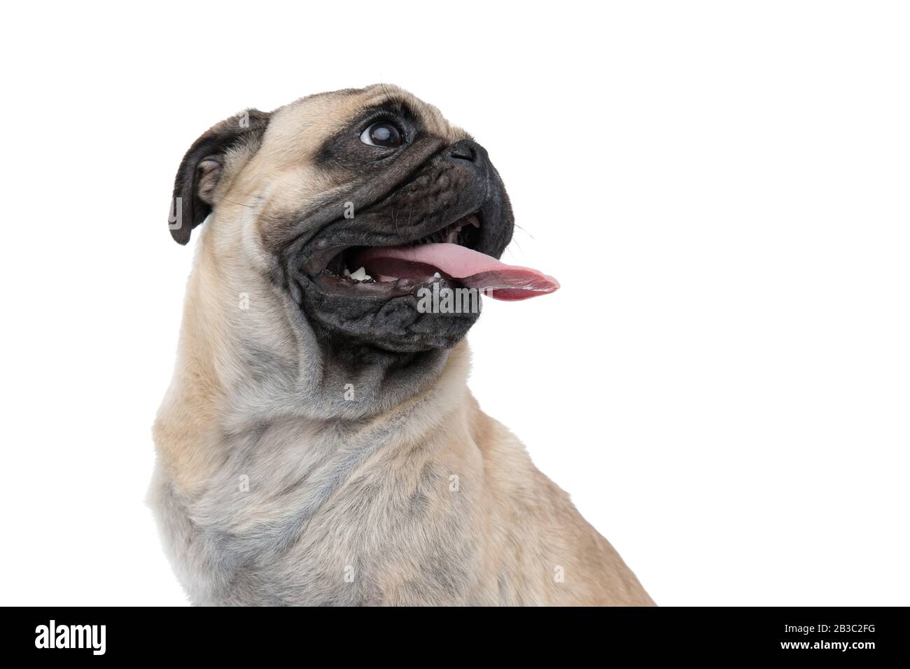 close up of happy pug sticking out tongue and panting, isolated on ...