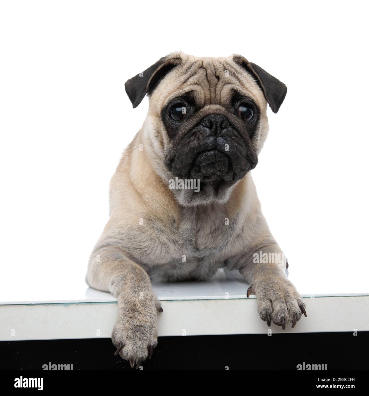 sad young pug holding feet on table, laying down isolated on white ...