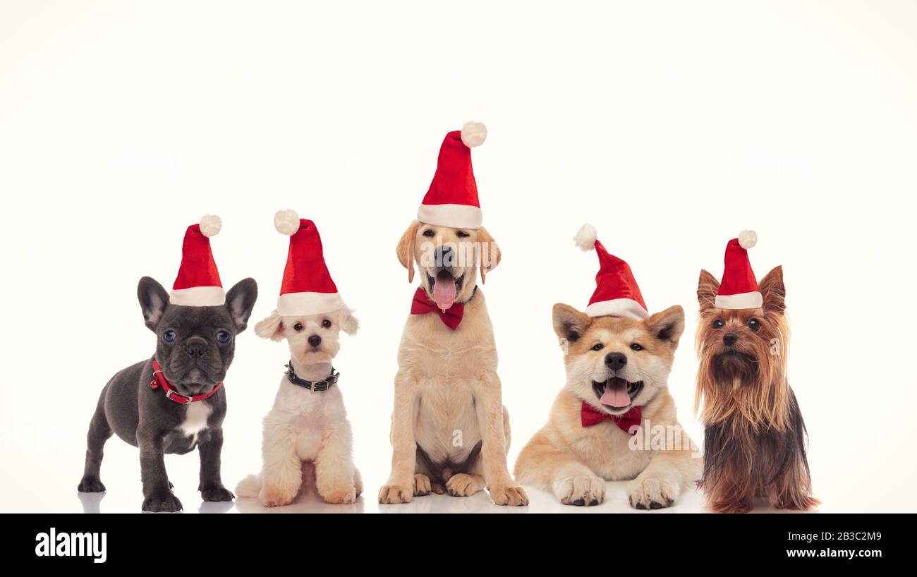 adorable group of little santa claus dogs celebrating christmas on ...