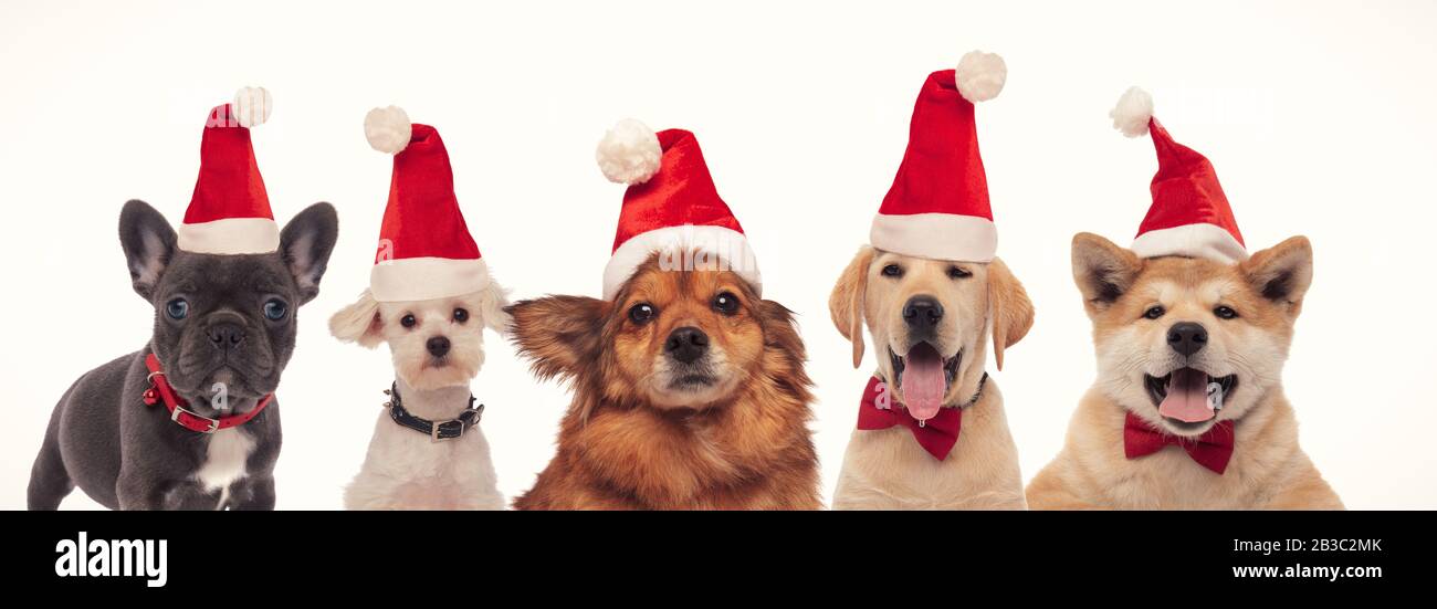 most adorable group of santa claus dogs celebrating winter holidays ...