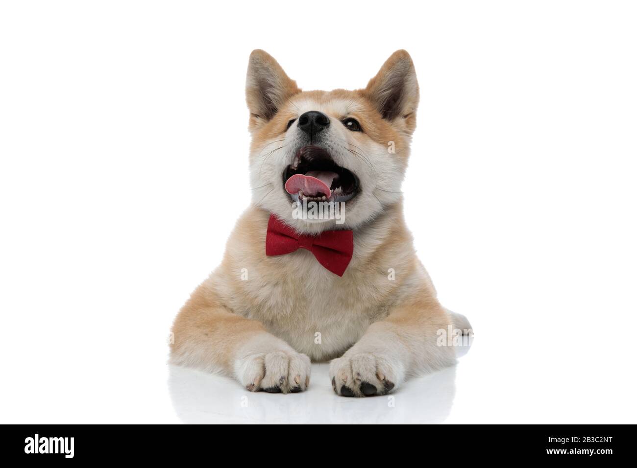 Cheerful Akita Inu sticking out his tongue and begging while wearing a ...