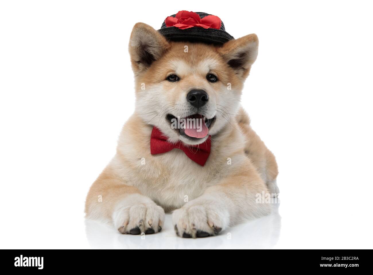 Adorable Akita Inu sticking out its tongue and smiling while wearing ...