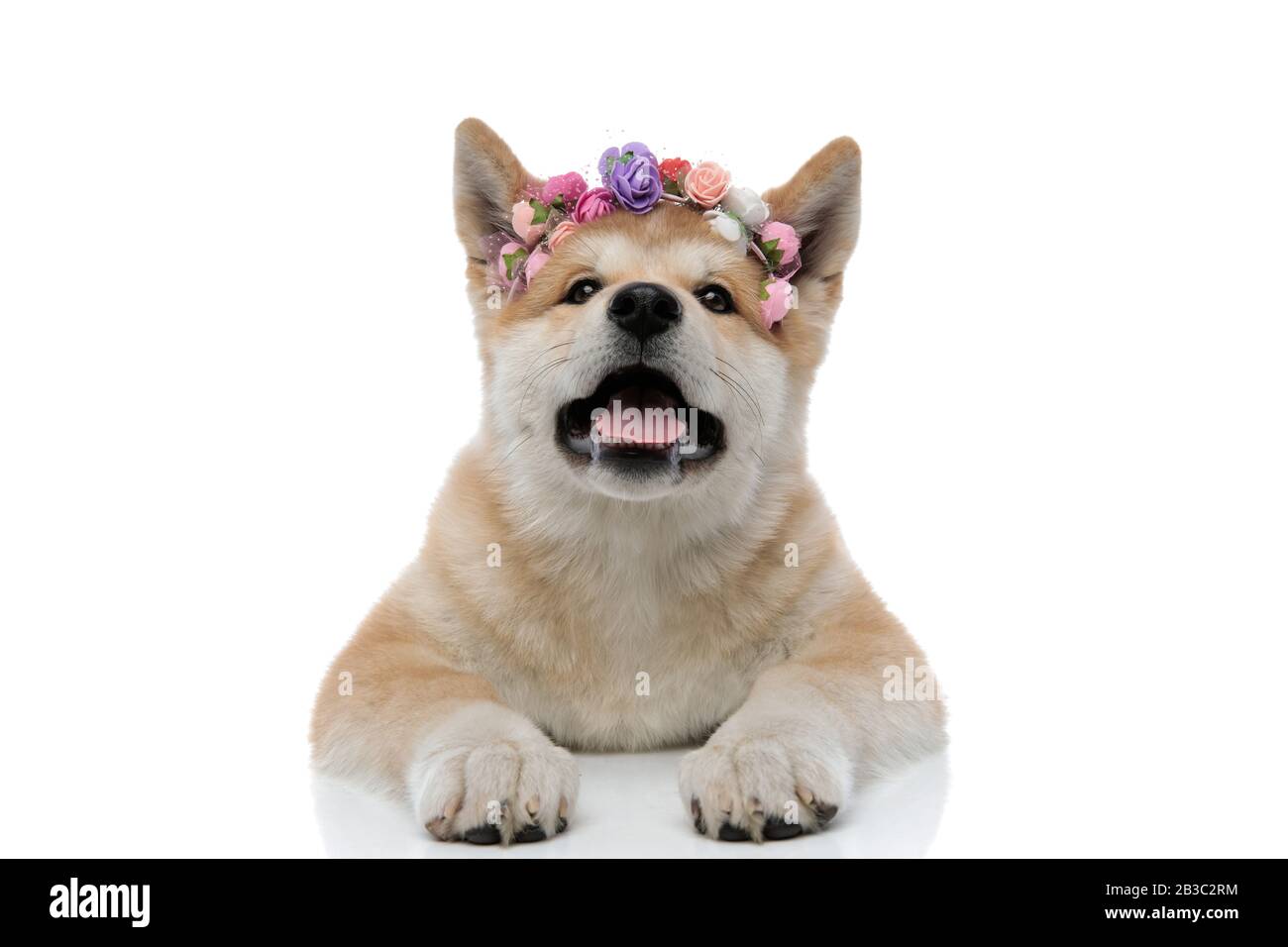 Lovely Akita Inu sticking out its tongue and smiling while wearing a ...