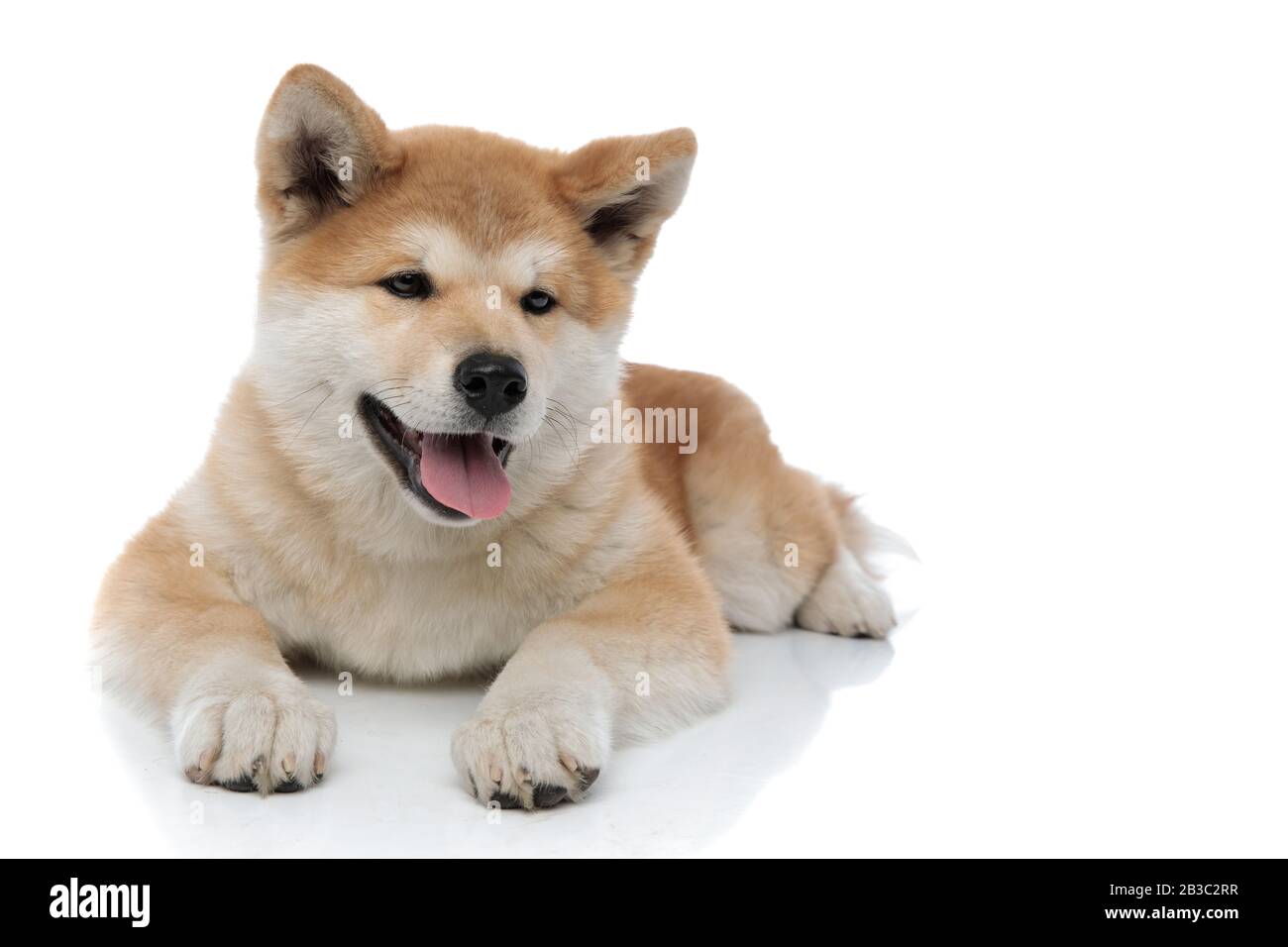 Lovely Akita Inu panting and smiling, looking away while laying down on ...