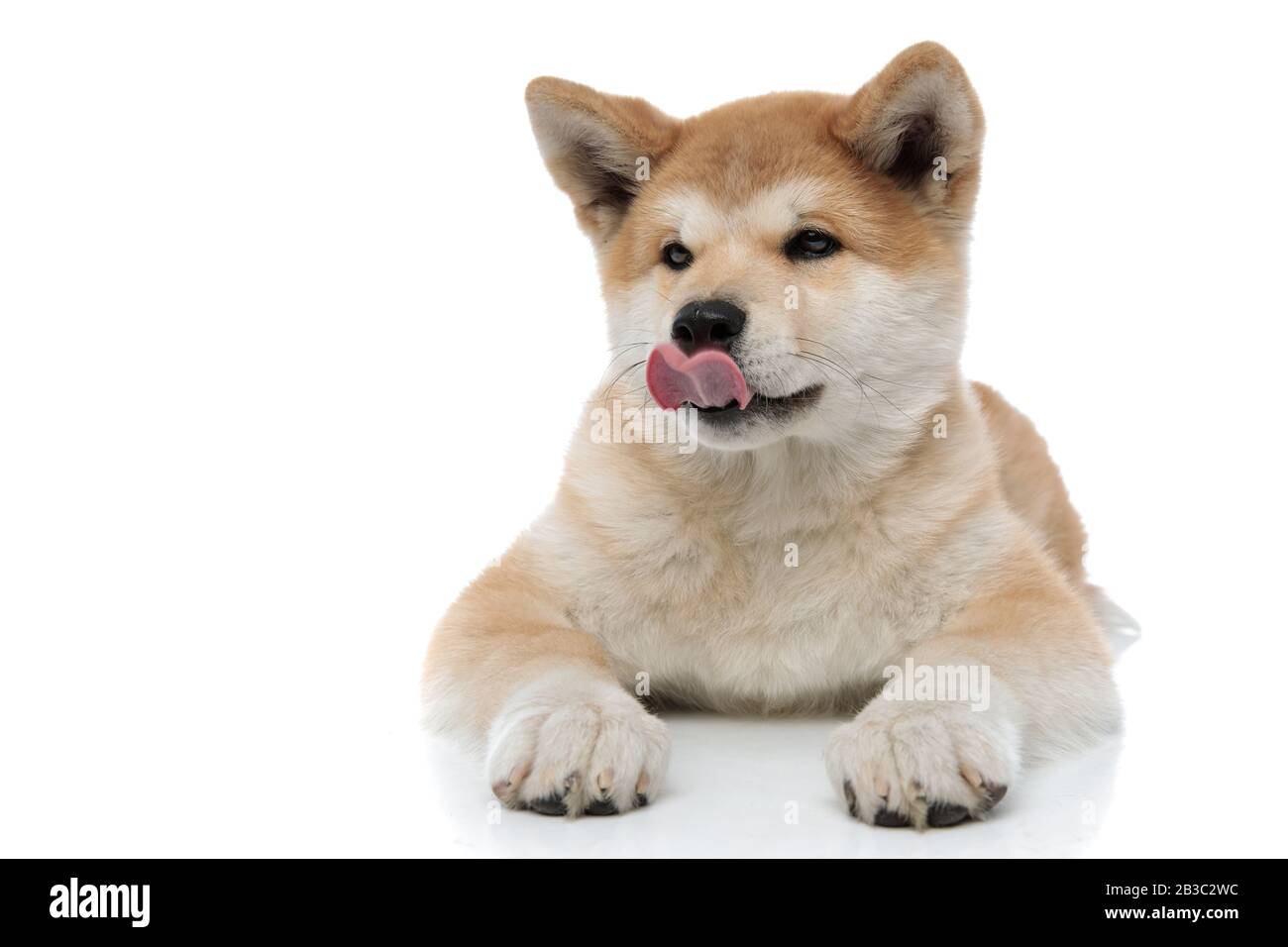 Cute Akita Inu licking its nose and looking away while laying down on ...