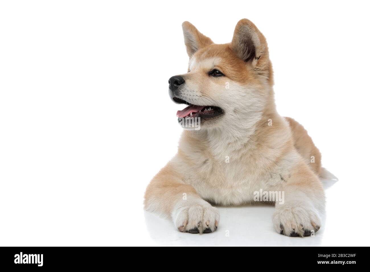 Eager Akita Inu looking to the side with its tongue exposed while ...