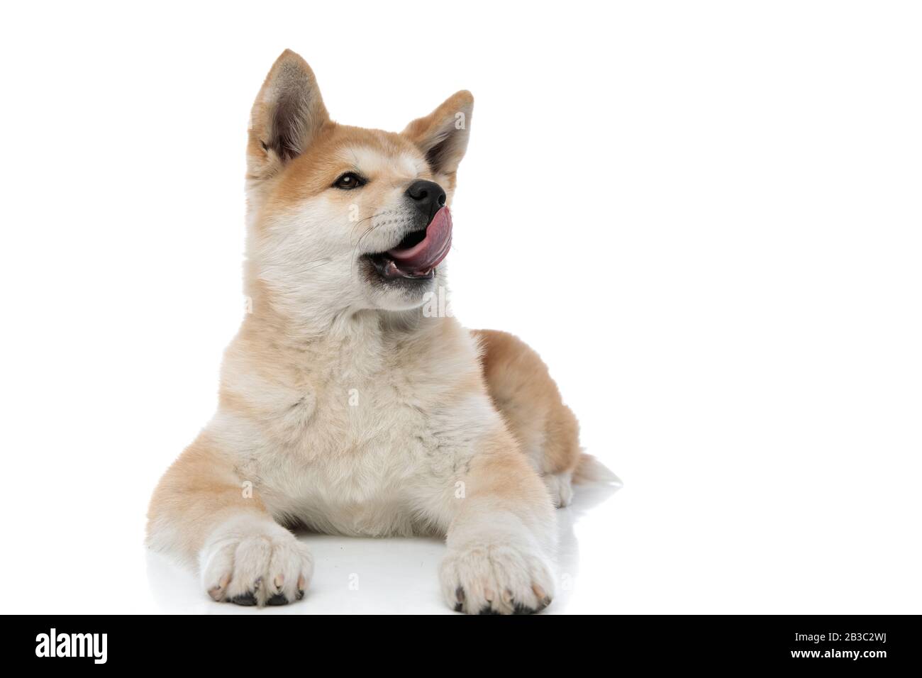 Lovely Akita Inu licking its nose and looking away while laying down on ...
