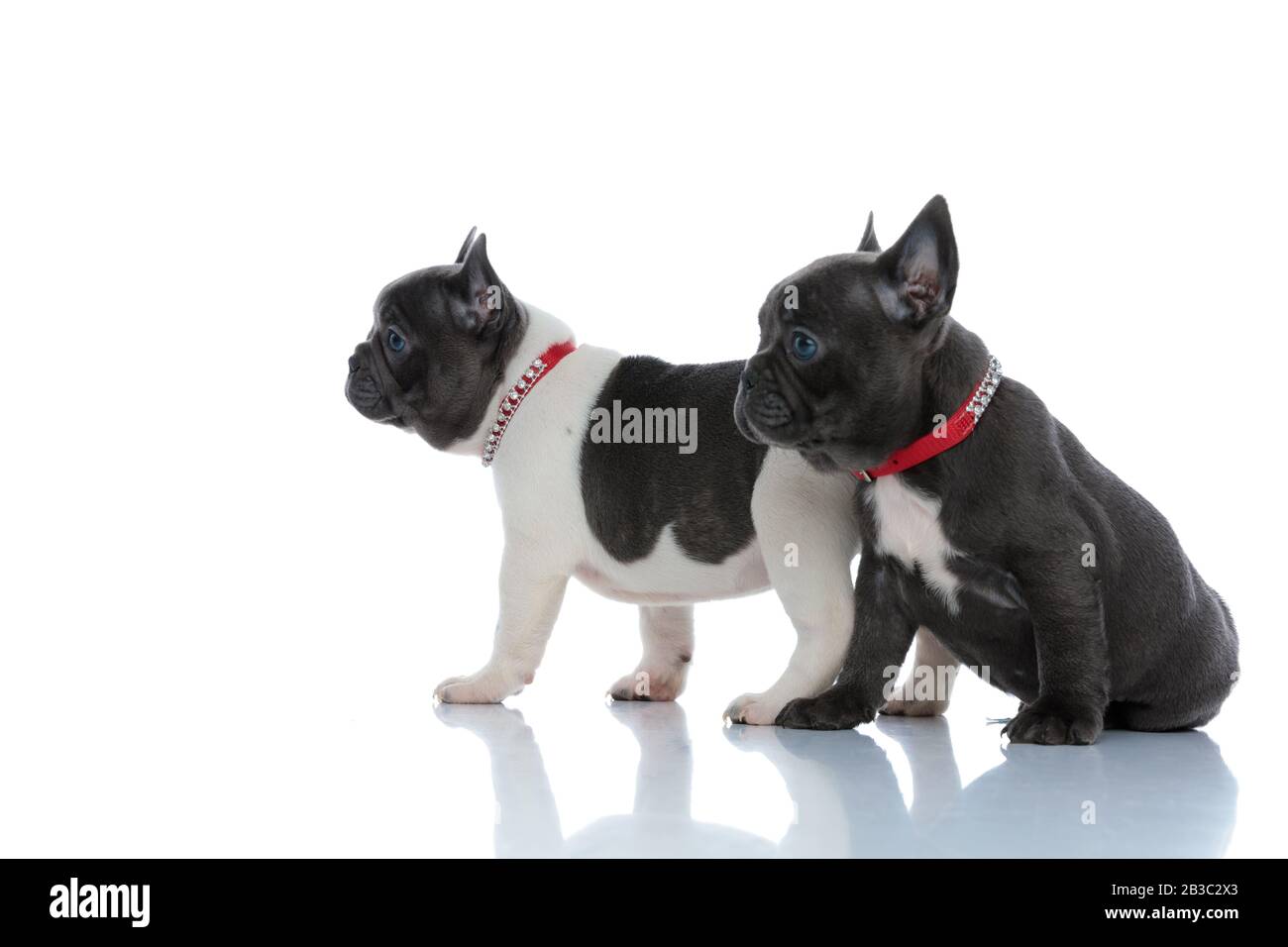 Side view of 2 curious French bulldogs looking forward, walking and ...