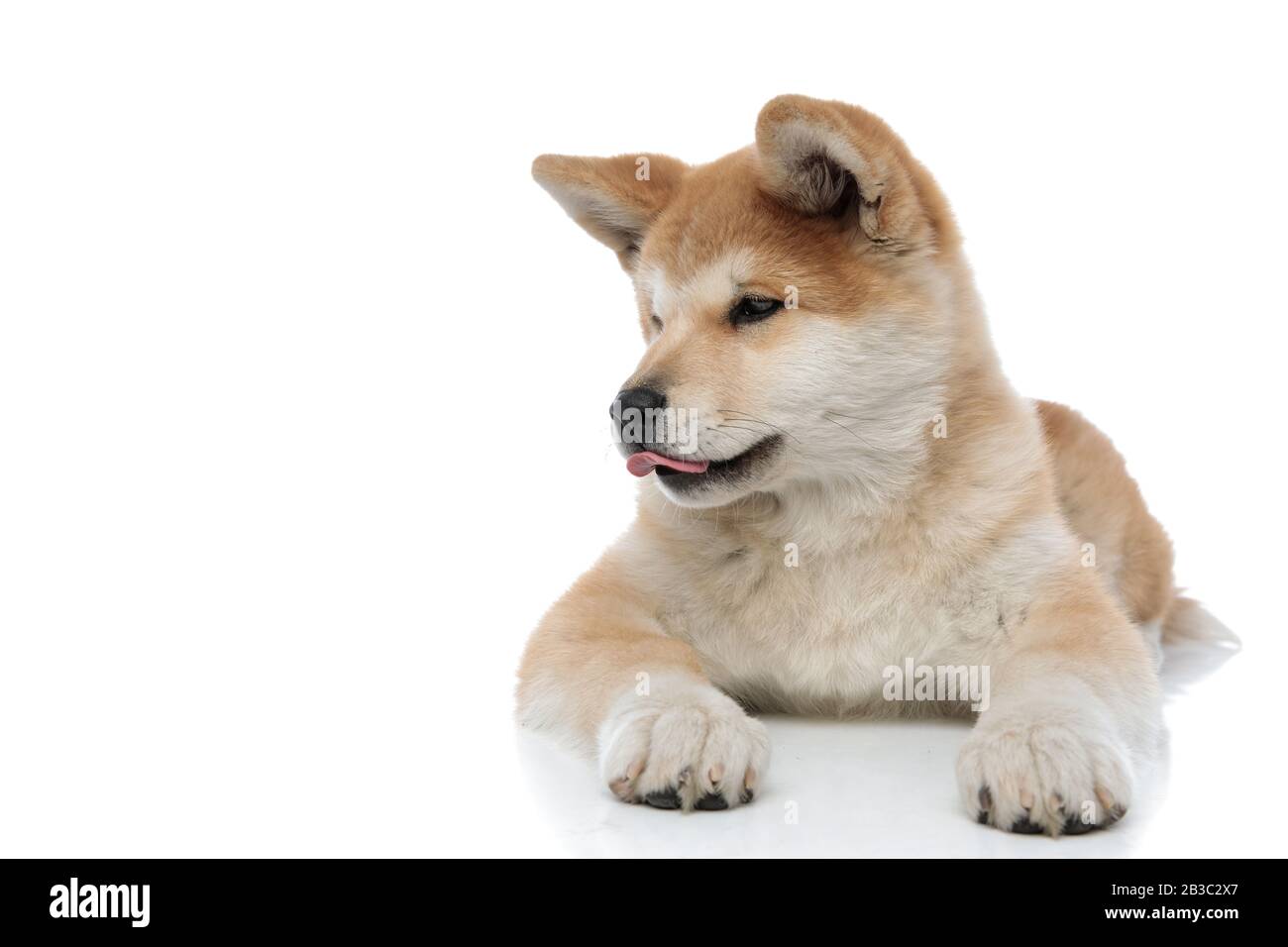 Clumsy Akita Inu licking its nose and looking for something while ...