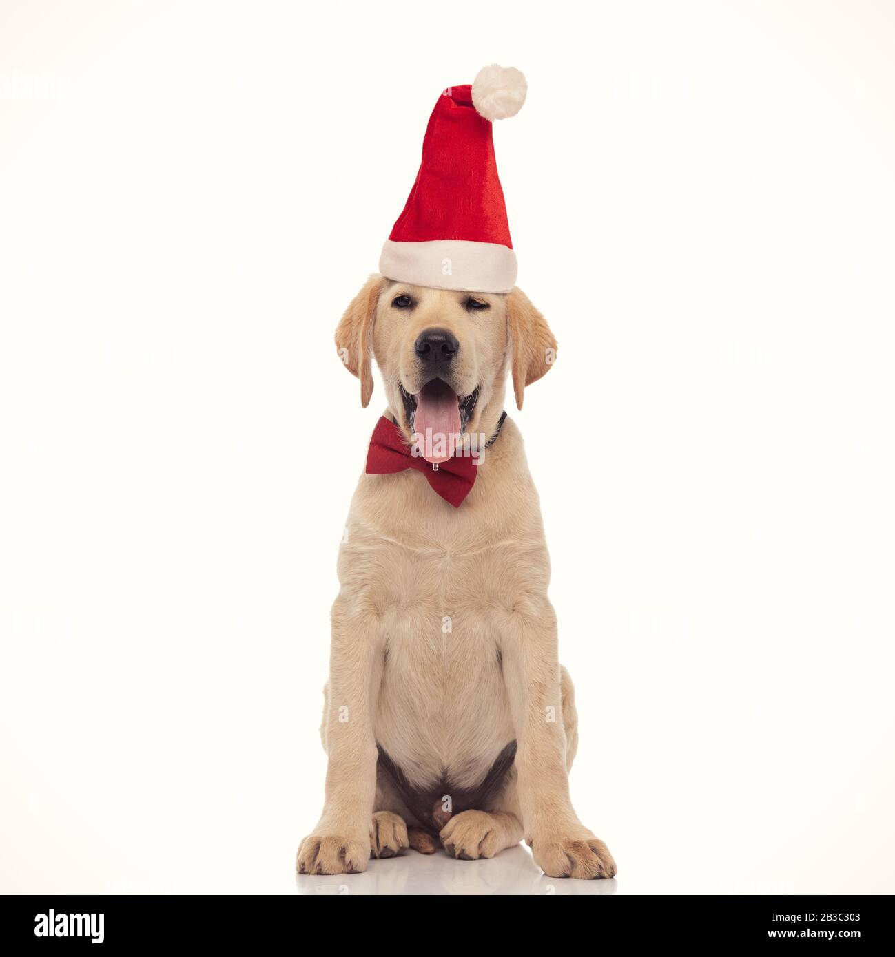super hungry and eager santa claus labrador retriever with tongue ...