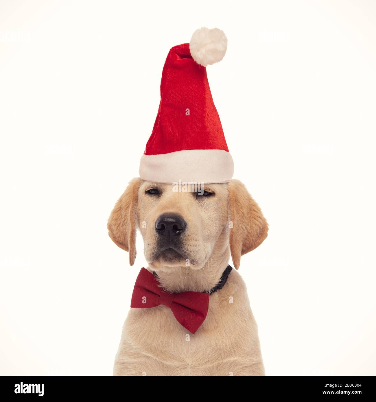 smug labrador retriever puppy wearing santa claus hat on white ...