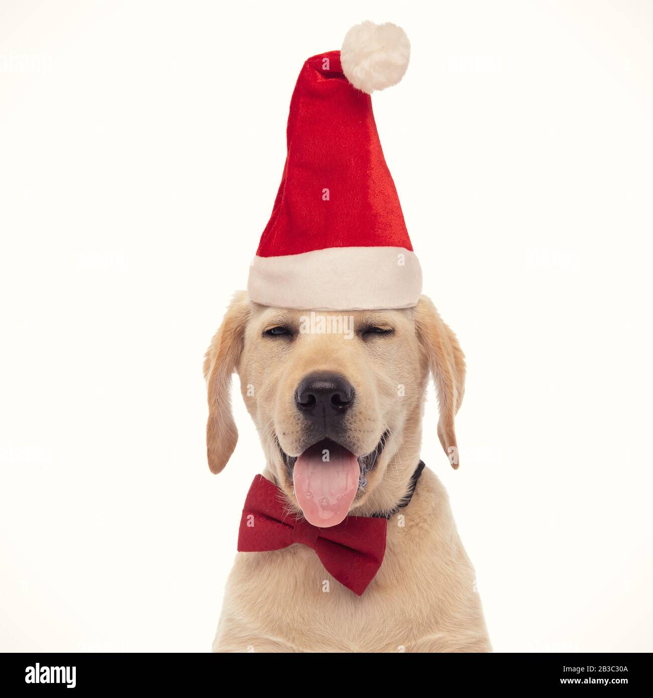 sleepy labrador retriever puppy dog wearing santa claus hat on white ...