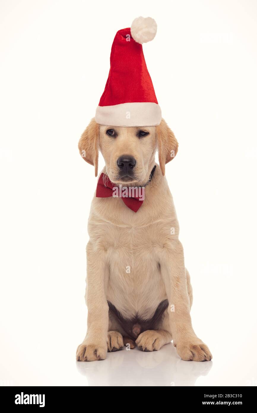 Arrogant dog hi-res stock photography and images - Alamy
