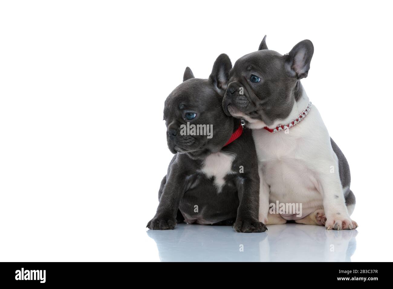 Two focused French bulldog cubs looking to the side while laying down ...