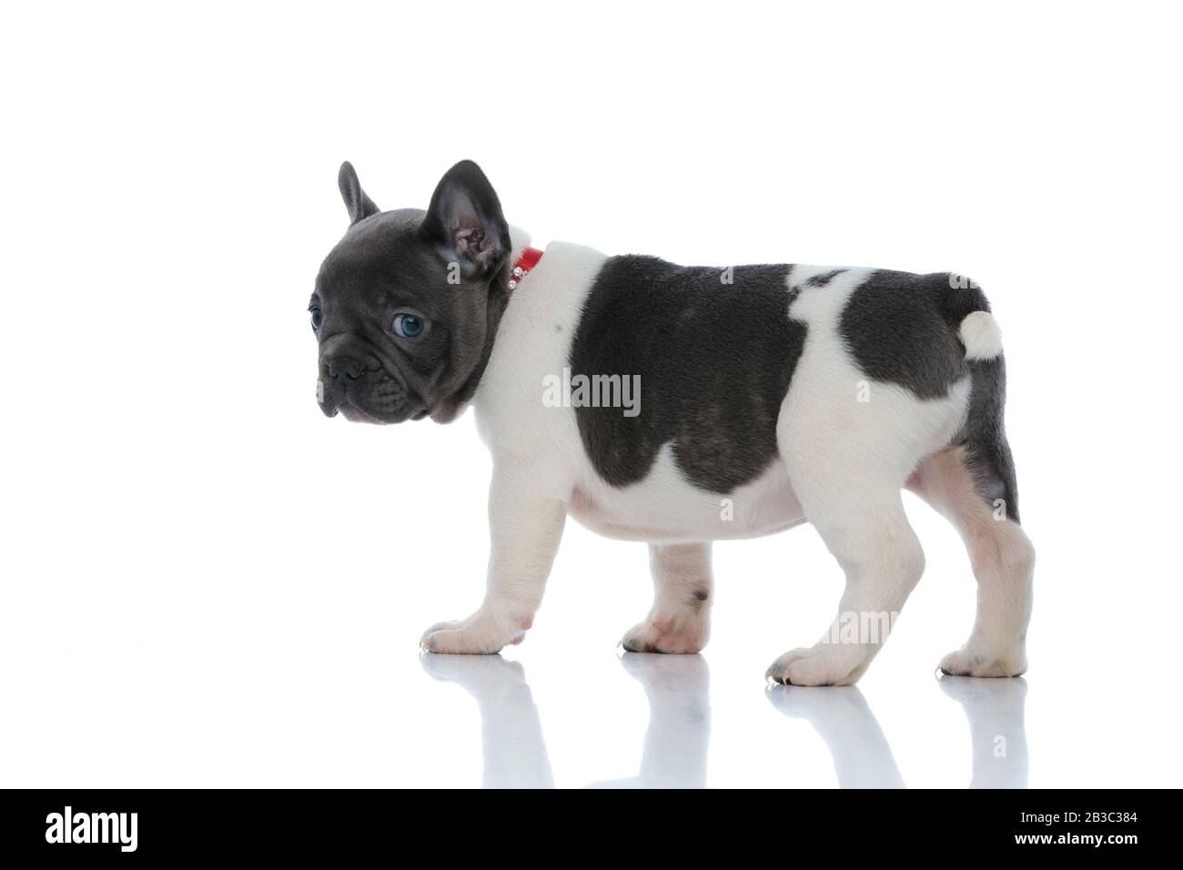 Side view of a lovely French bulldog cub looking away while wearing a ...