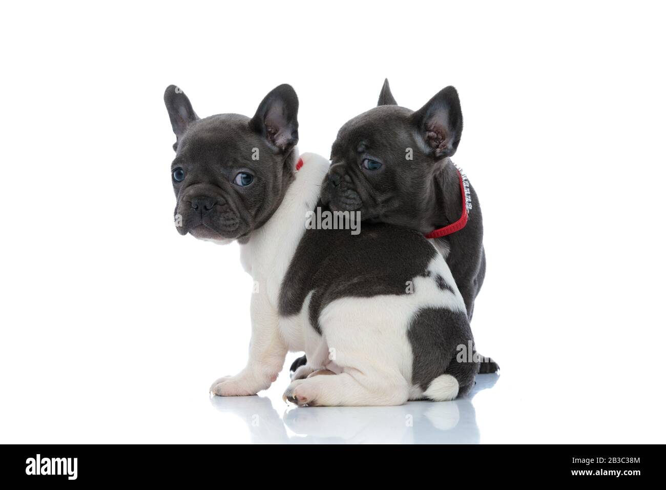 Side view of two curious French bulldogs cubs resting while sitting on ...