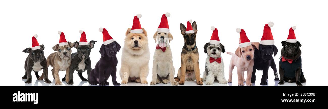 lots of cute dogs standing together while wearing santa hats waiting to ...