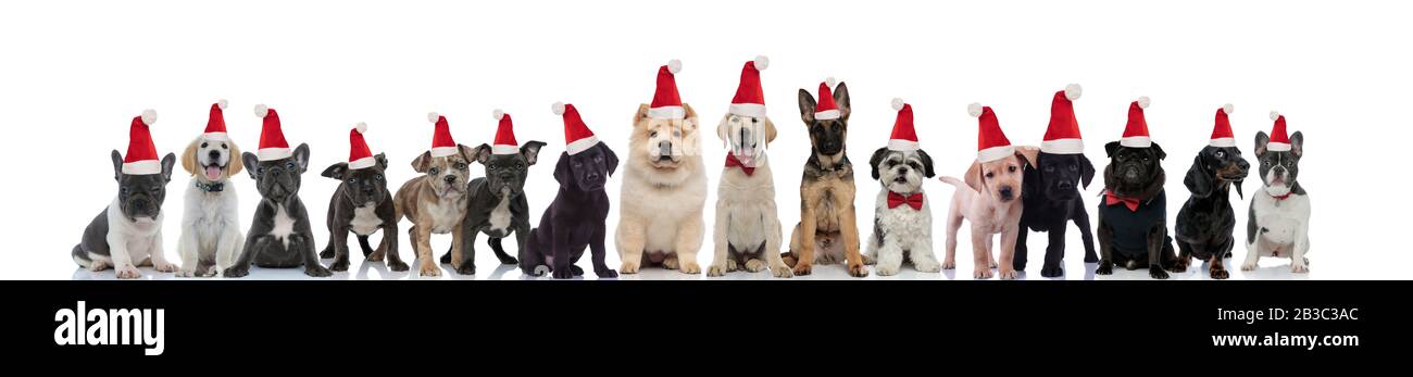 large group of cute dogs are ready to celebrate christmas on white ...