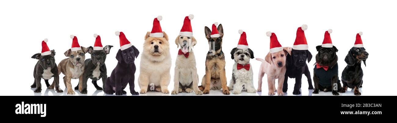 group of little diferent breeds puppies wearing santa claus hats for ...